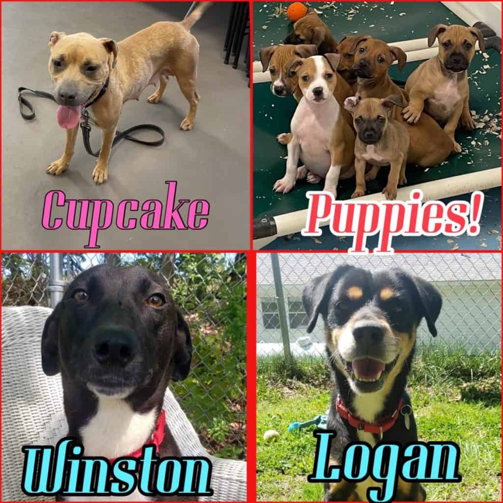 Featured Pet of the Week: Dogs - The Vermont Journal & The Shopper