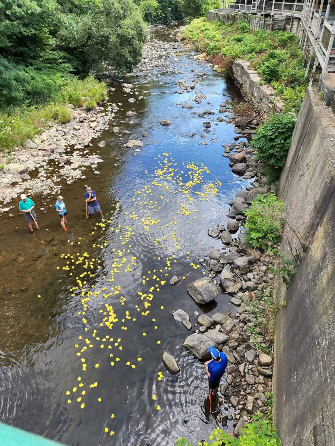 Over 800 ducks race in Black River - The Vermont Journal & The Shopper
