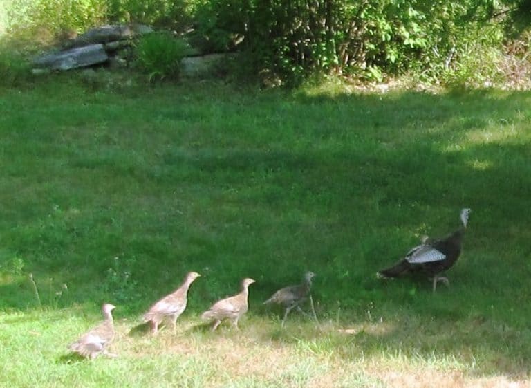 Panthers, a black-and-white, and chicks - The Vermont Journal & The Shopper