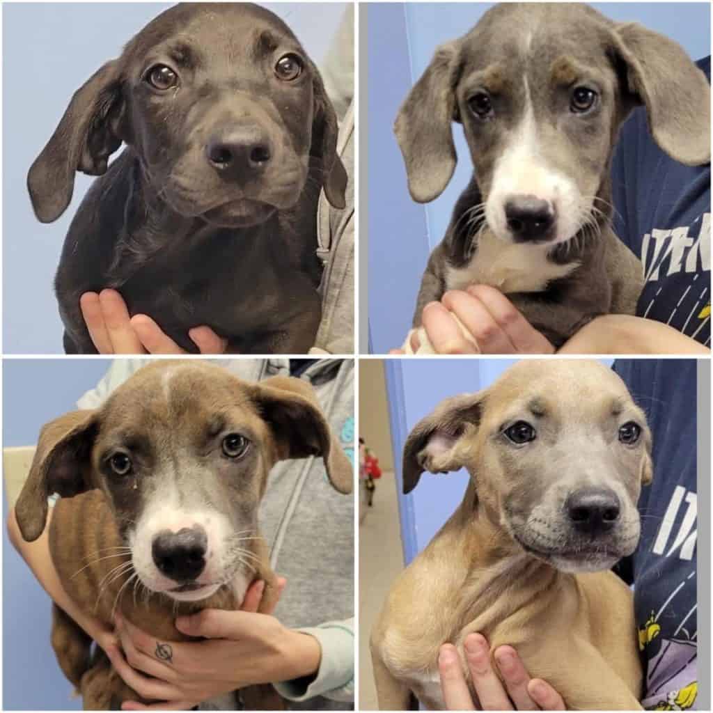 Featured Pets: Puppies - The Vermont Journal & The Shopper