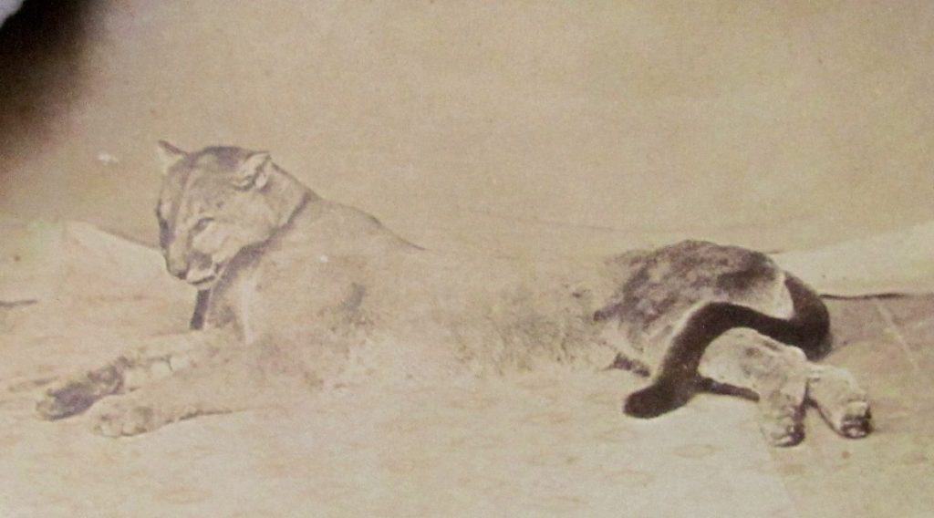 Chester’s progress - The Vermont Journal & The Shopper