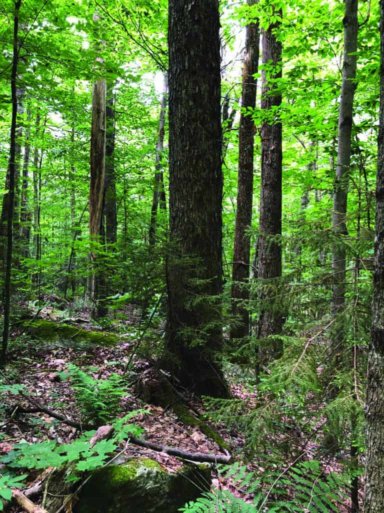 Forests and Health - The Vermont Journal & The Shopper