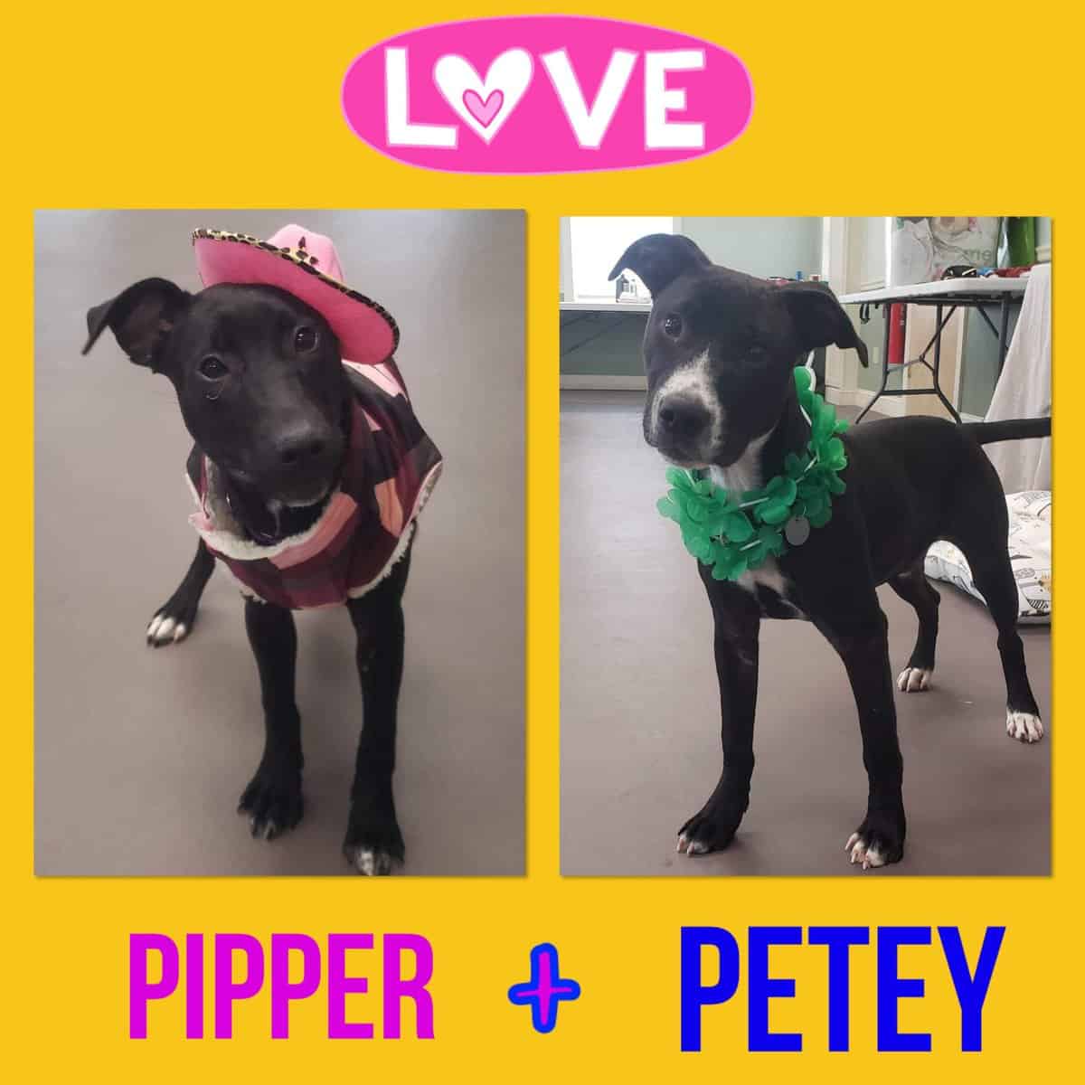 Featured Pets: Piper and Petey - The Vermont Journal & The Shopper