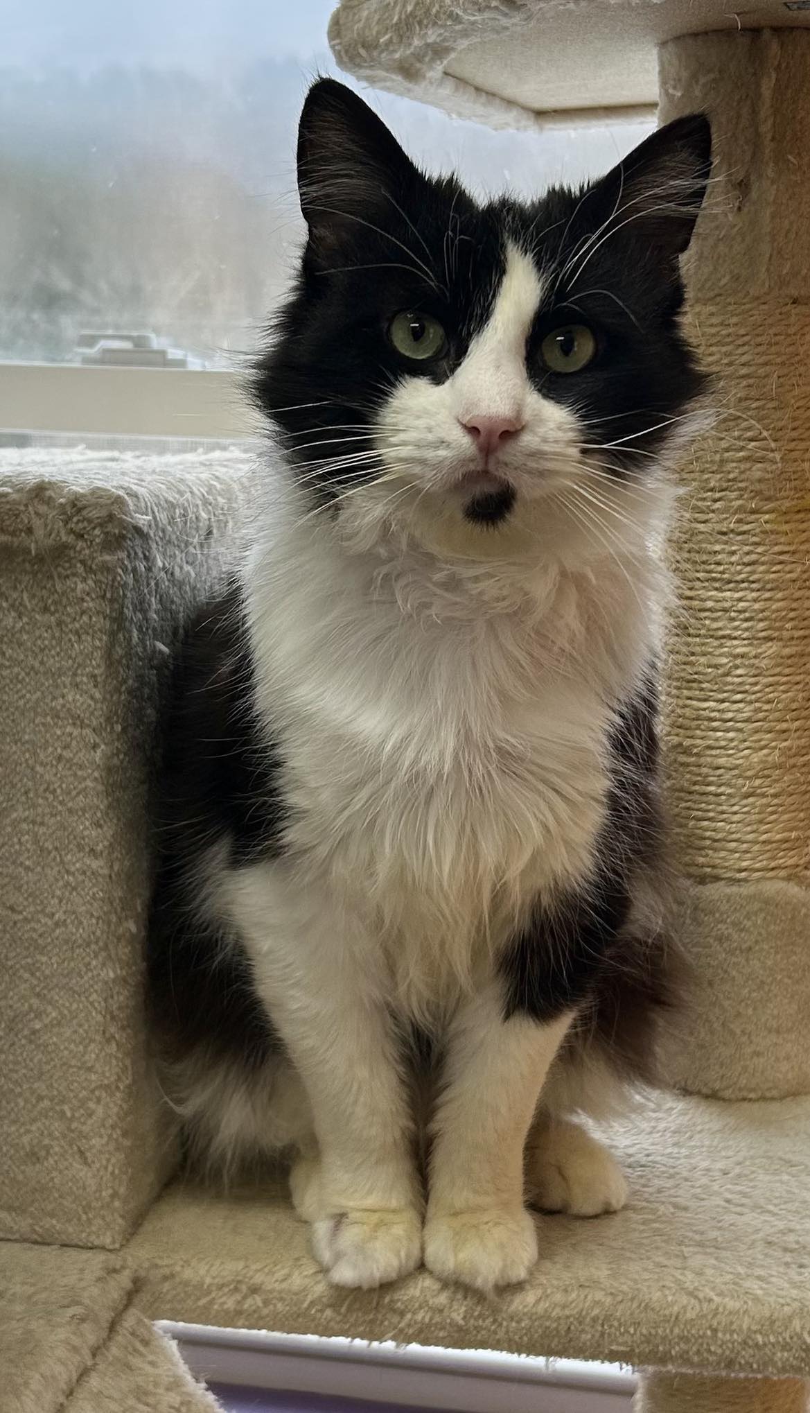 Featured pet: Gerard - The Vermont Journal & The Shopper