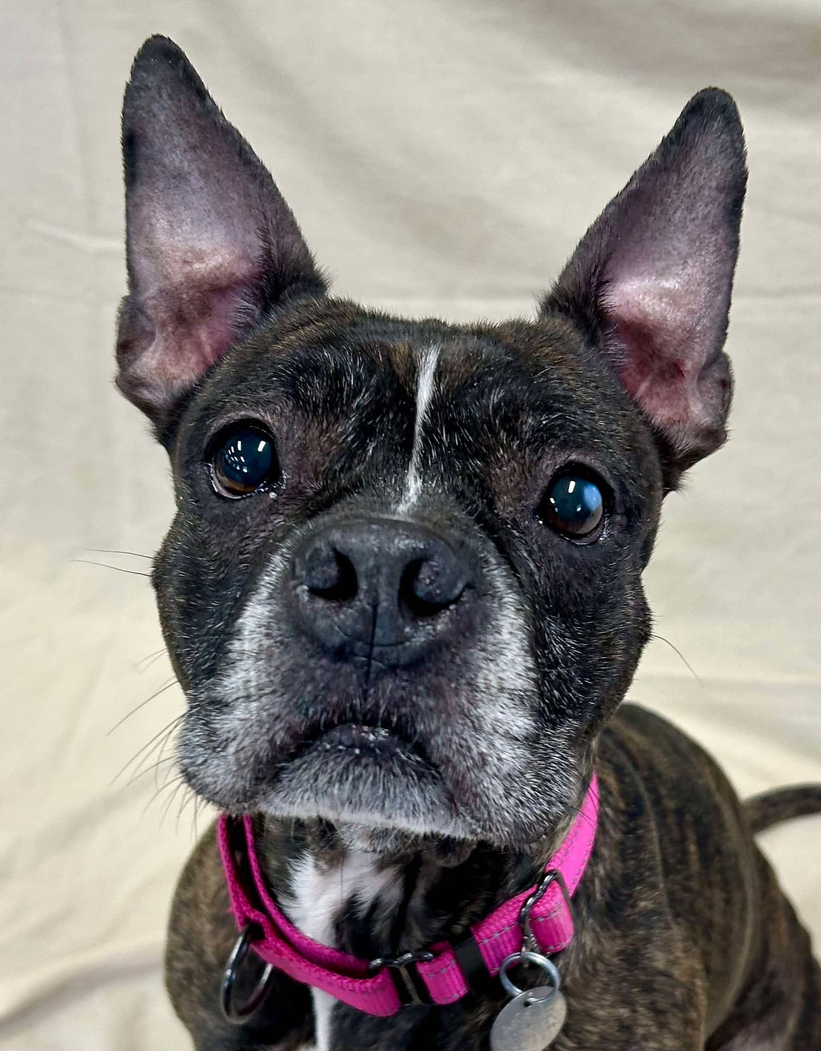 Featured pet: Athena - The Vermont Journal & The Shopper