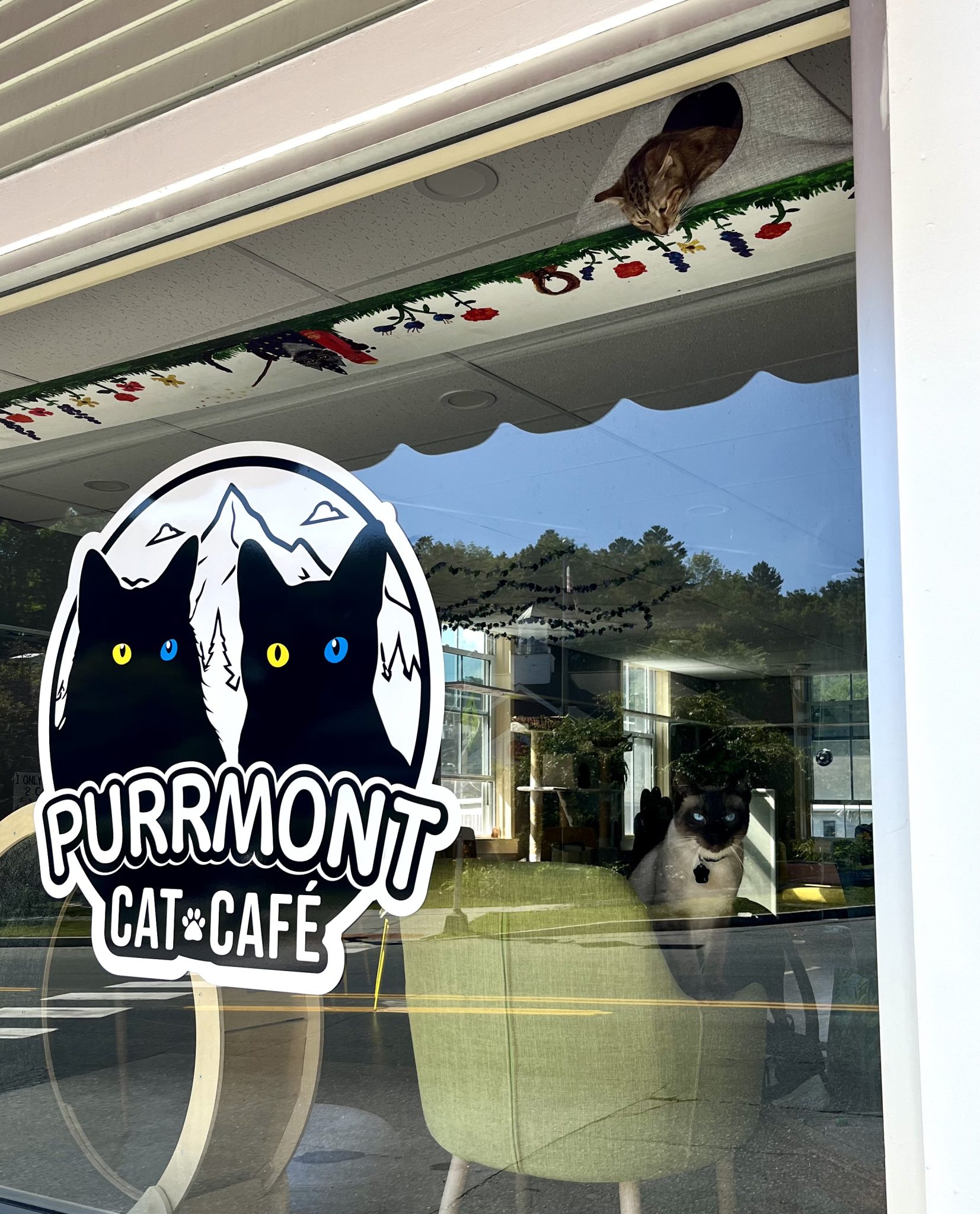 Coffee and cats combine at Purrmont Cat Cafe - The Vermont Journal ...