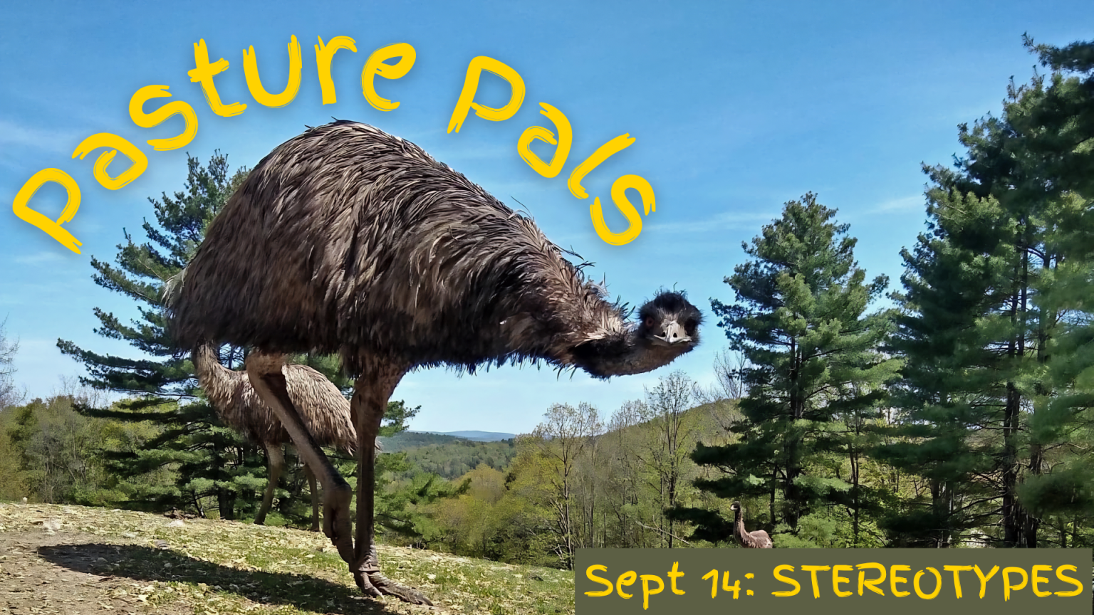 Pasture Pals addresses stereotypes at VINE Sanctuary - The Vermont ...