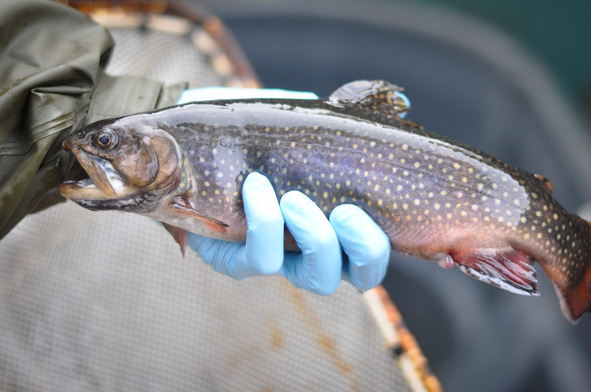 Fall trout stocking in Knapp Brook ponds - The Vermont Journal & The ...